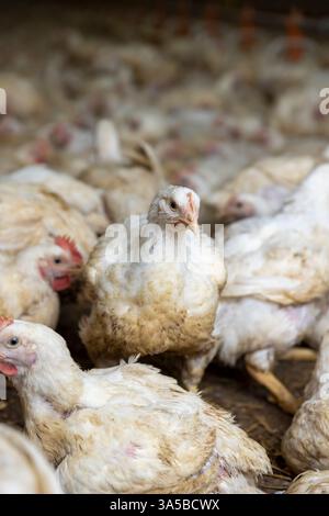 adult fat chickens in a poultry farm without cages, a large number of ...