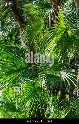 Palmera abanico palm fan leaves tree with black dates fruit from China ...