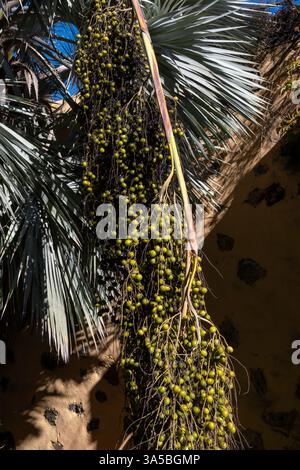 Palmera abanico palm fan leaves tree with black dates fruit from China ...