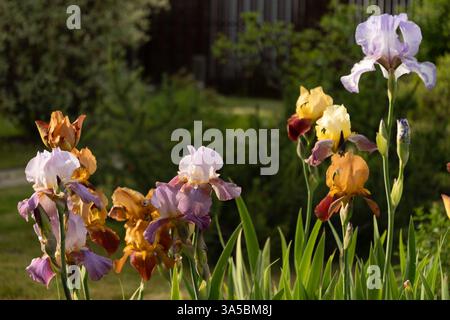 Self-grown Irises flowers of different varieties in summer garden on ...
