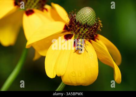 A closeup of a spotted cucumber beetle on a yellow wingstem flower ...