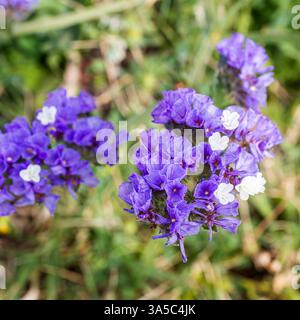 Limonium sinuatum, commonly known as wavyleaf sea lavender, statice ...