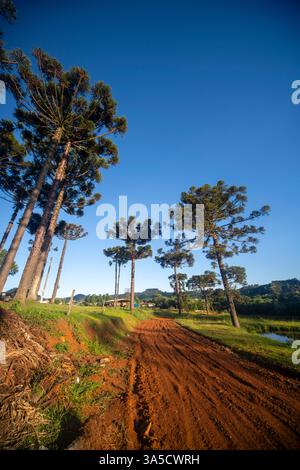 Araucaria trees on the Jaborá Municipal Park, Santa Catarina, Brazil ...