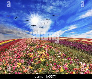 The field of flowers. Flies over a field flock of cranes. Flowers grow ...
