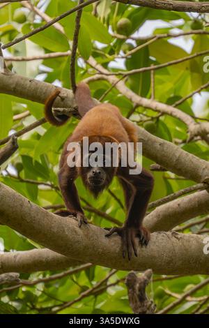 Venezuelan Red Howler Monkey, South America, (Alouatta seniculus Stock ...