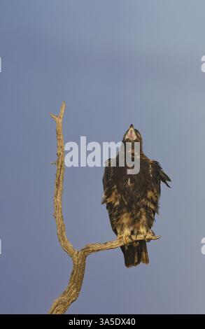 Sub-adult Eastern Imperial eagle (aquila heliaca Stock Photo - Alamy