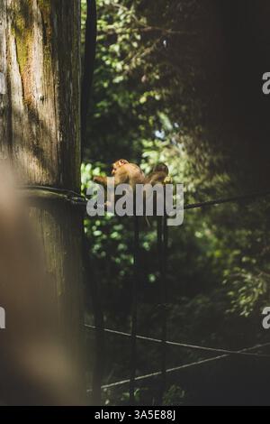 Two young monkeys sitting on an uprooted tree in the Sundarbans after ...