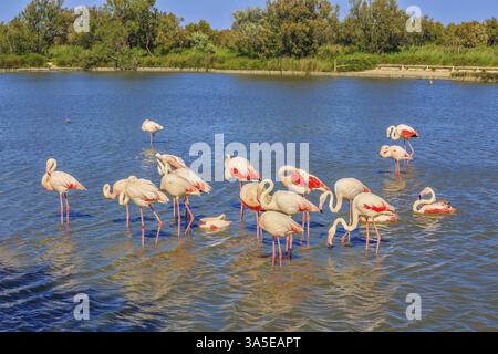 Flock of adorable pink flamingos. Exotic birds standing in a shallow ...