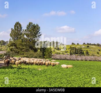 A dirt road with tall grass and large trees along the sides under a ...