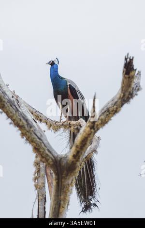 A wild peacock perched on a tree in Chitwan National Park, Nepal Stock ...