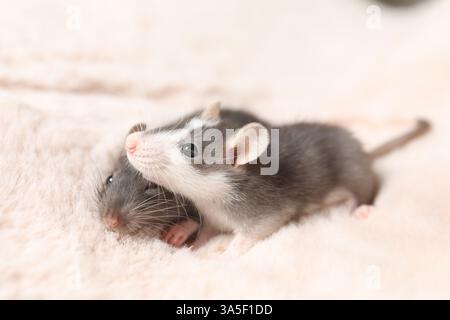 Adorable little rats on faux fur, closeup Stock Photo - Alamy