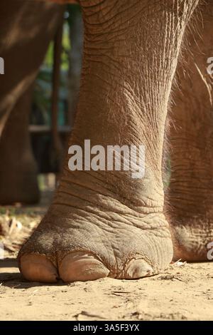 close of elephant's feet ,in a south east asian rainforest Stock Photo ...