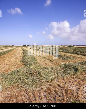 The field in southern Israel. Dirt path goes between the yellowed grass ...