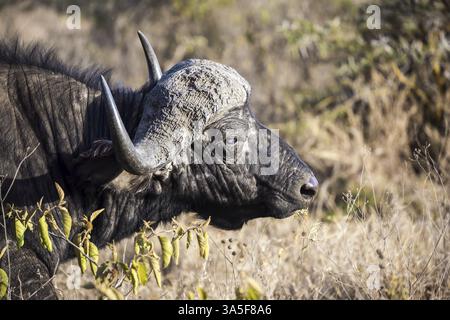 Picturesque buffalo resting Stock Photo - Alamy