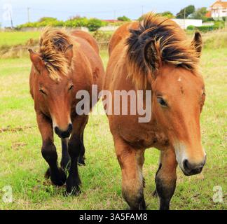 Mountain horses of the Basque Country. Spain. Cultural symbol of the ...