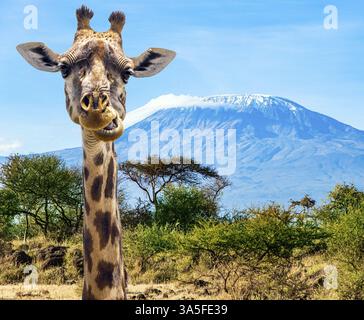 Giraffe. Amboseli park. The famous snow-capped Mount Kilimanjaro ...
