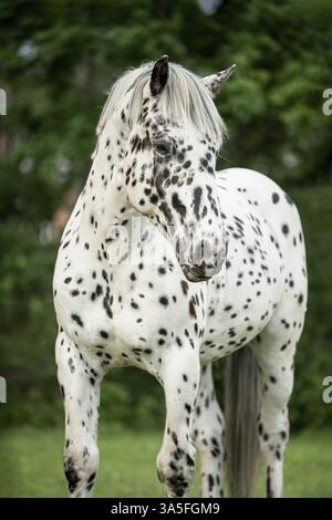 Spotted Noriker heavy horse (Pinzgauer Tigerschecke) spending the ...