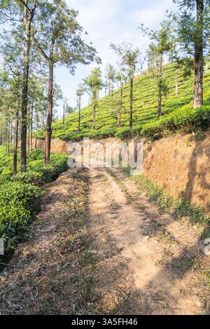 Natural Tea Plantation in Devala Hutty Sunset Tamilnadu, India Stock ...