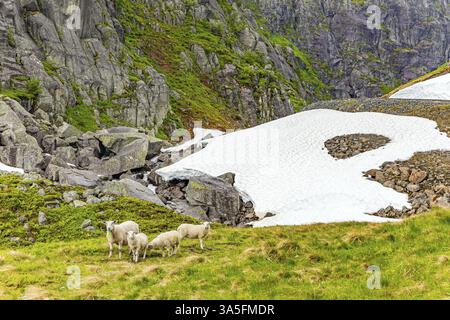 A herd of sheep grazes on the slopes against the backdrop of beautiful wooden houses Stock Photo ...