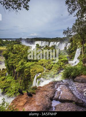 The famous black Andean condors sit on the edge of the ledge ...