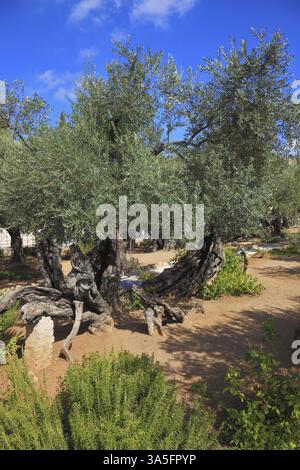 Jesus prays in the Garden of Gethsemane on the mount of Olives in ...