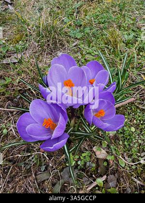 early spring landscape with dried grass Stock Photo - Alamy