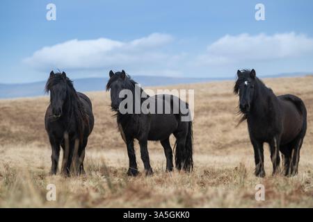 Fell ponies, a hardy native British breed from the North of England ...