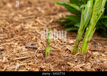 Butterfly on wildflower during spring in Texas Stock Photo - Alamy