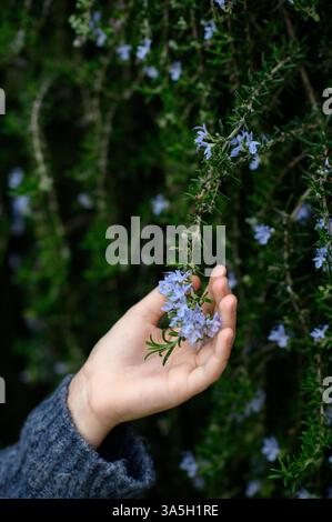 Wall Of Flowers And Herbs Stock Photo - Alamy