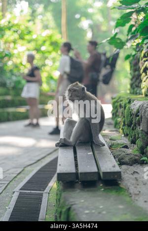 Monkey isolated with blurred forest background Stock Photo - Alamy