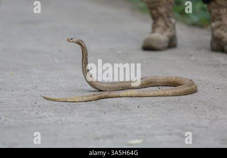Laguna, Philippines. March 23, 2025. Capture & rescue of a Philippine ...