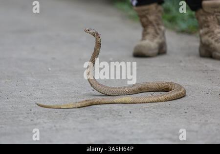 Laguna, Philippines. March 23, 2025. Capture & rescue of a Philippine ...