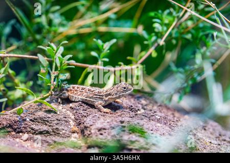 Victorian grassland earless dragon (Tympanocryptis pinguicolla) is a ...