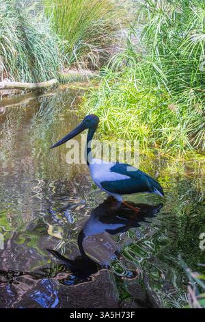 The black-necked stork is a tall long-necked wading bird in the stork ...