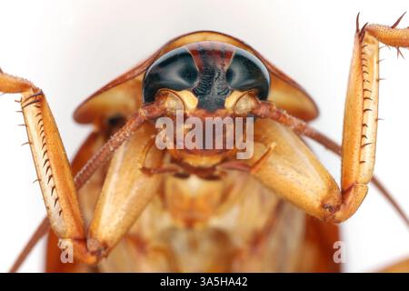 American Cockroach Silo - Periplaneta americana Stock Photo - Alamy