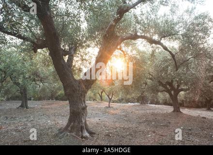 Olive trees and sun rays. Olive plantation Stock Photo - Alamy