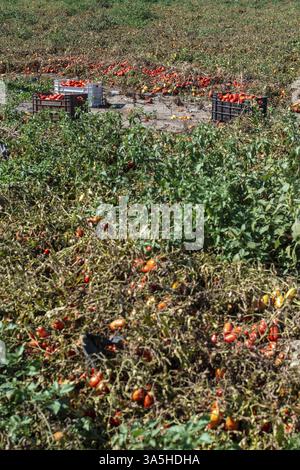 Tomato grows in a greenhouse. Growing fresh vegetables in a greenhouse ...