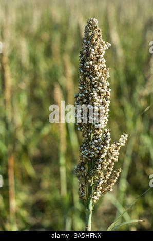 Millet plantations in the field. Bundles of millet seeds. Millet farm ...