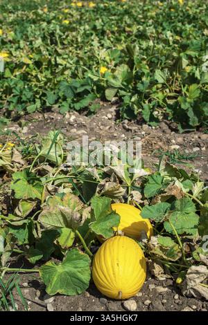 Melons in the field. Sunny day. Plantation with yellow melons in Italy ...