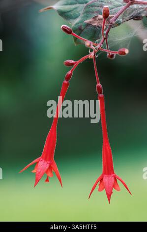 Red flower Fuchsia triphylla, one of over 110 species that comprise the ...