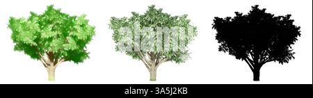 Set or collection of Common Hawthorn trees, painted, natural and as a ...
