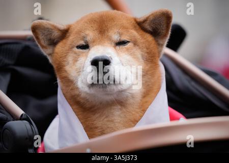 A Shiba Inu dog is seen in a park in Warsaw, Poland on 25 May, 2026 ...