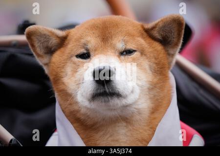 A Shiba Inu dog is seen in a park in Warsaw, Poland on 25 May, 2026 ...
