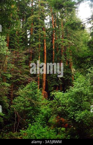 Muir Woods near San Francisco United States, San Francisco - 22.09.08 ...