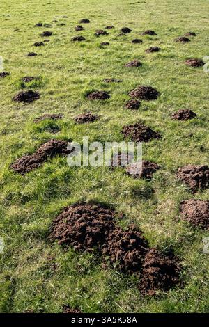 Molehills / mole mounds / mole-hills in field / pasture, displaced soil ...
