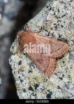 Adult, spring flying Common Quaker UK moth, Orthosia cerasi in a UK ...