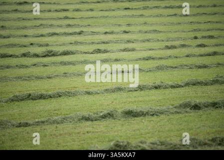 mowing grassland to feed animals farmer with a lawn mower mowing grass ...