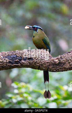 Andean Motmot (Momotus aequatorialis). Colombia, South America Stock ...