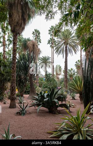 Landscape design. Yucca trees, agave and cacti grow in city park ...