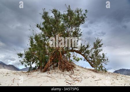Bush in Nubra valley desert in Ladakh, India Stock Photo - Alamy